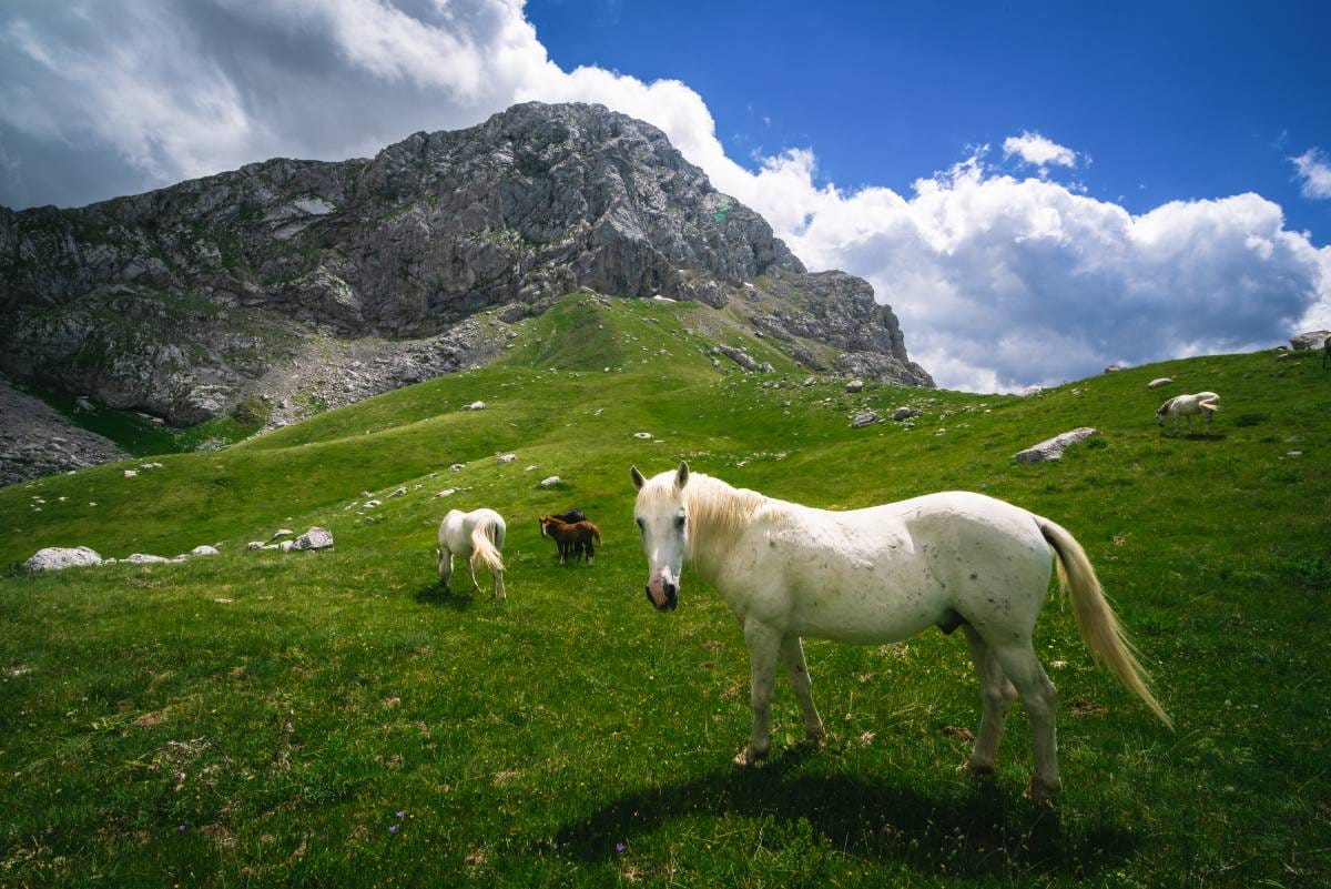 Mountain Retreat - Discover Pavliani and Mount Giona - ENTOPIA PROJECT ...